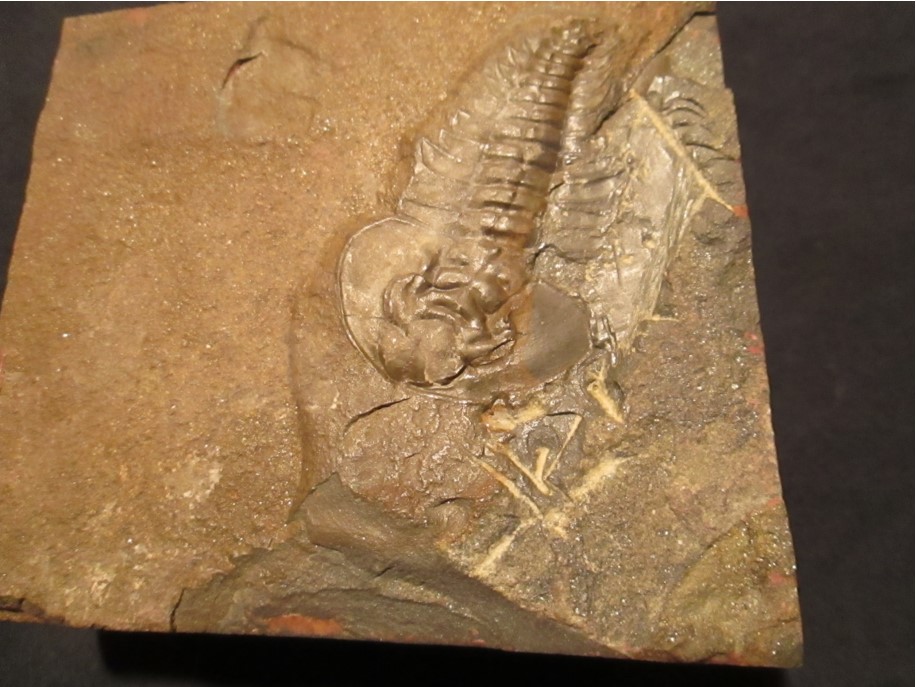 November 2021 – Victoria Palaeontology Society